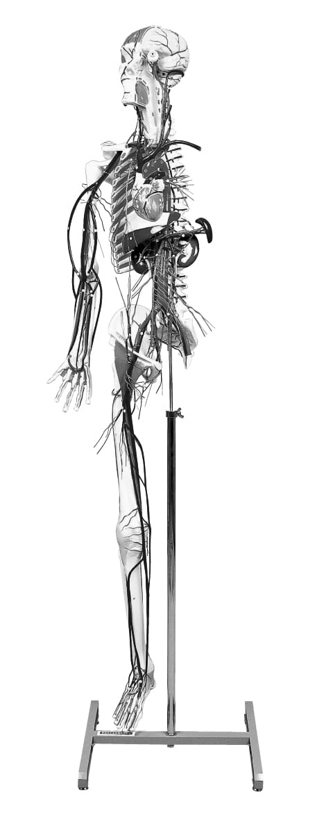 A62 Circulatory System with Skelton Model - Kyoto Kagaku
